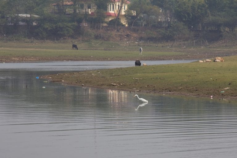 Damdama Lake : Everything You Need To Know