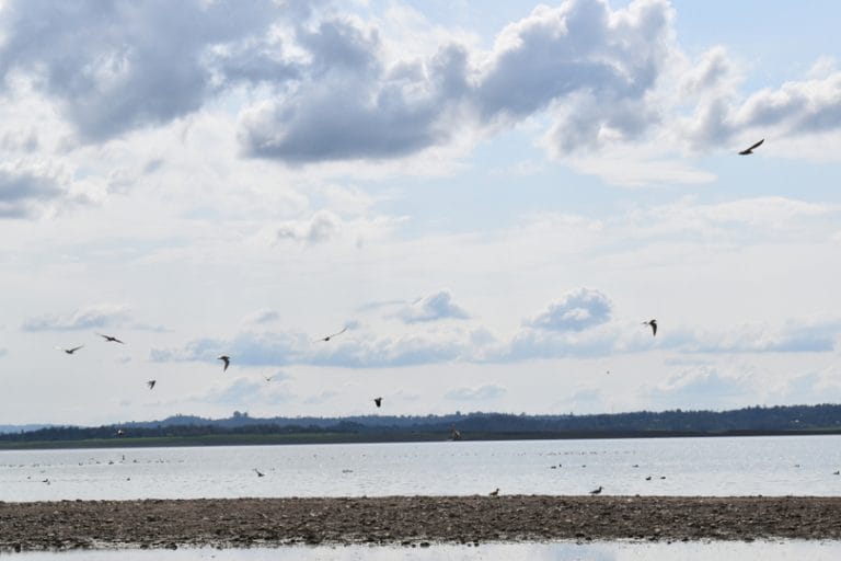 Pong Dam : Everything You Need to Know