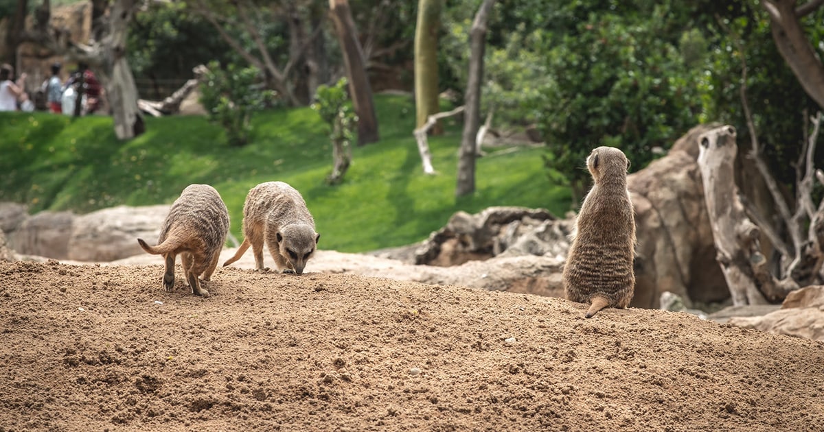 A Trip To Houston Zoo: Must-See Attraction, Things To Do, Entry Hours ...