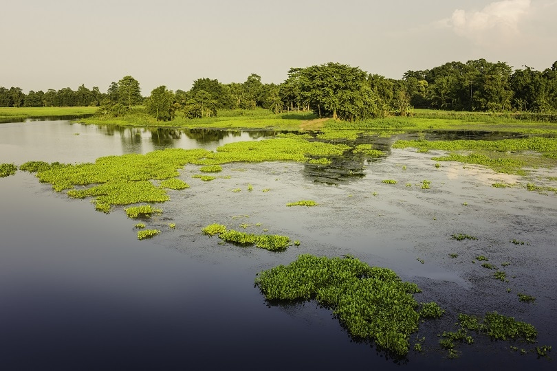 Top 7 Things to do in Majuli – Largest River Island in the world